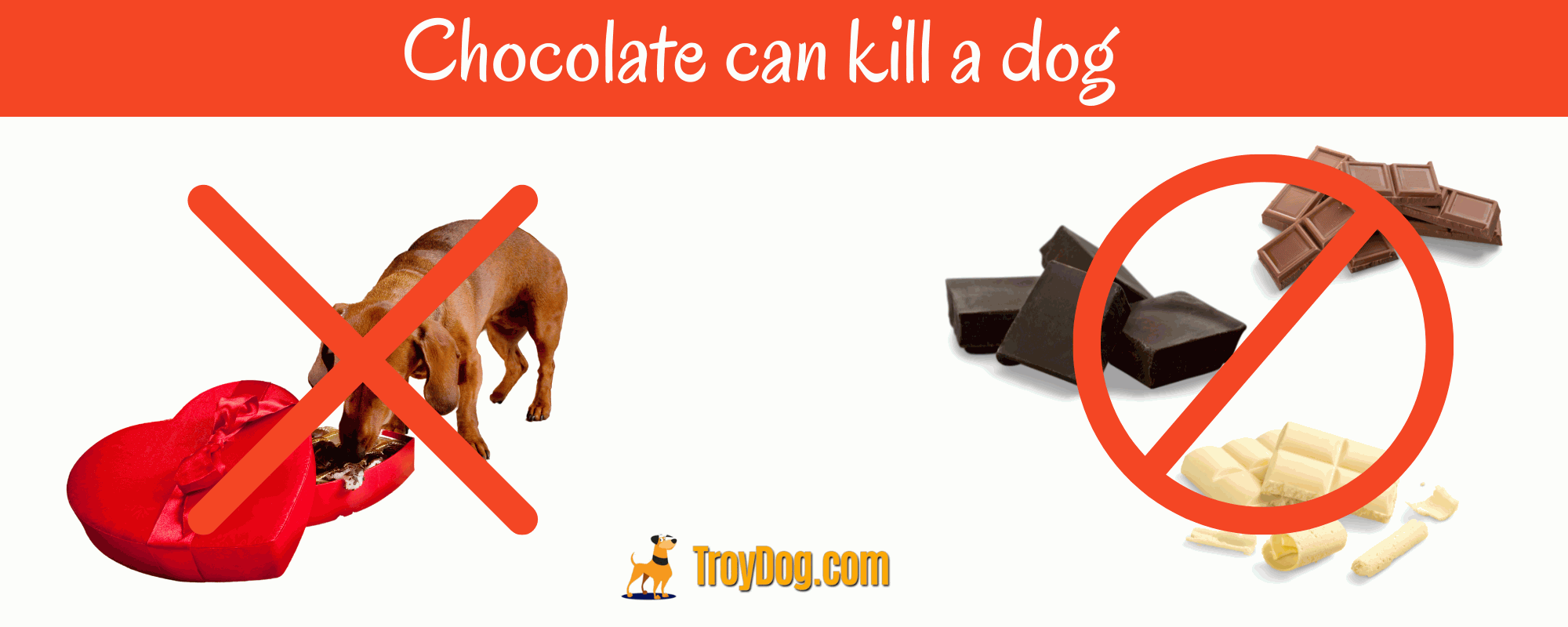 Is Chocolate Bad For Dogs? - Troy Dog