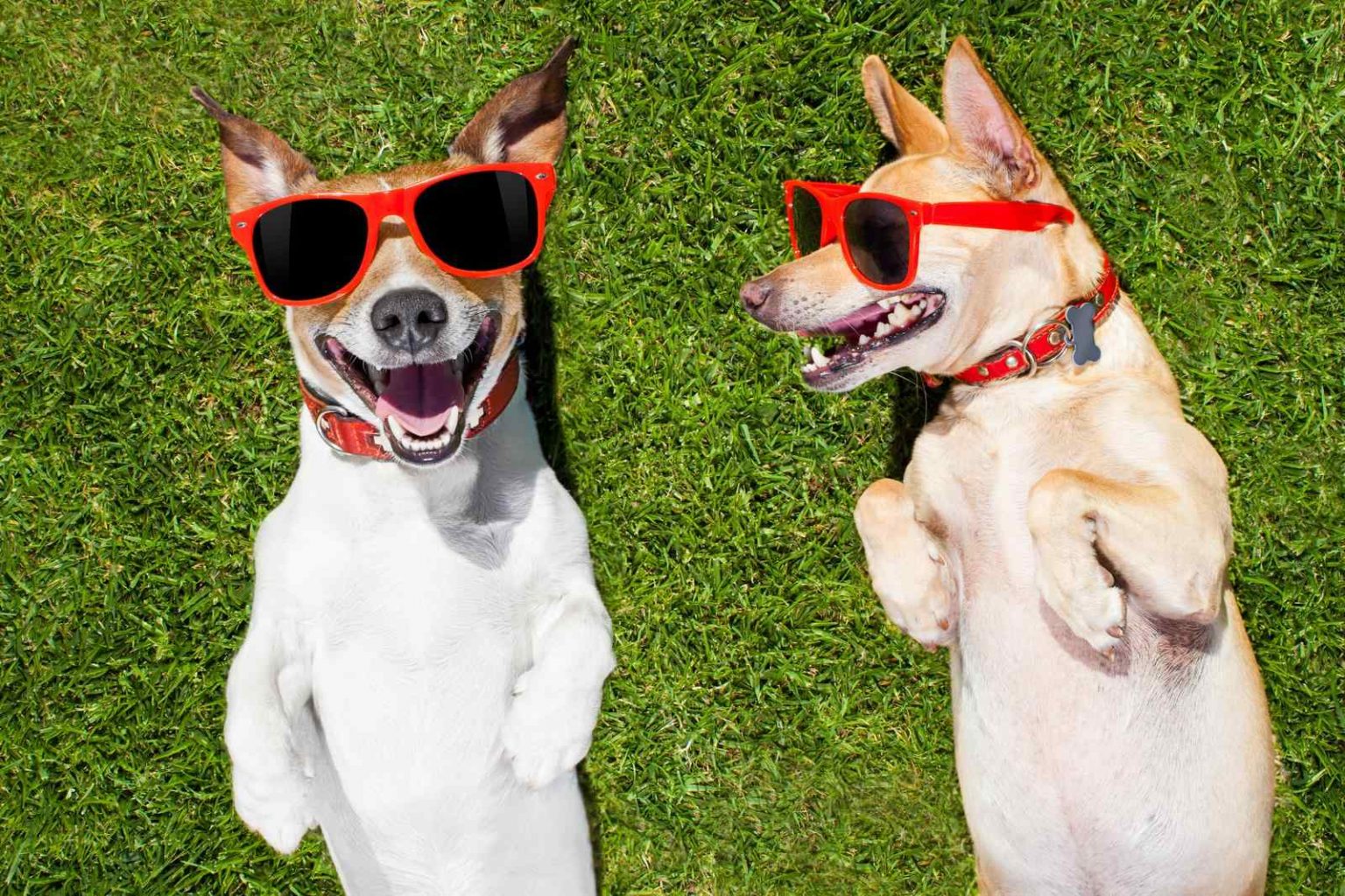 Home - Troydog: Home of Happy Dogs