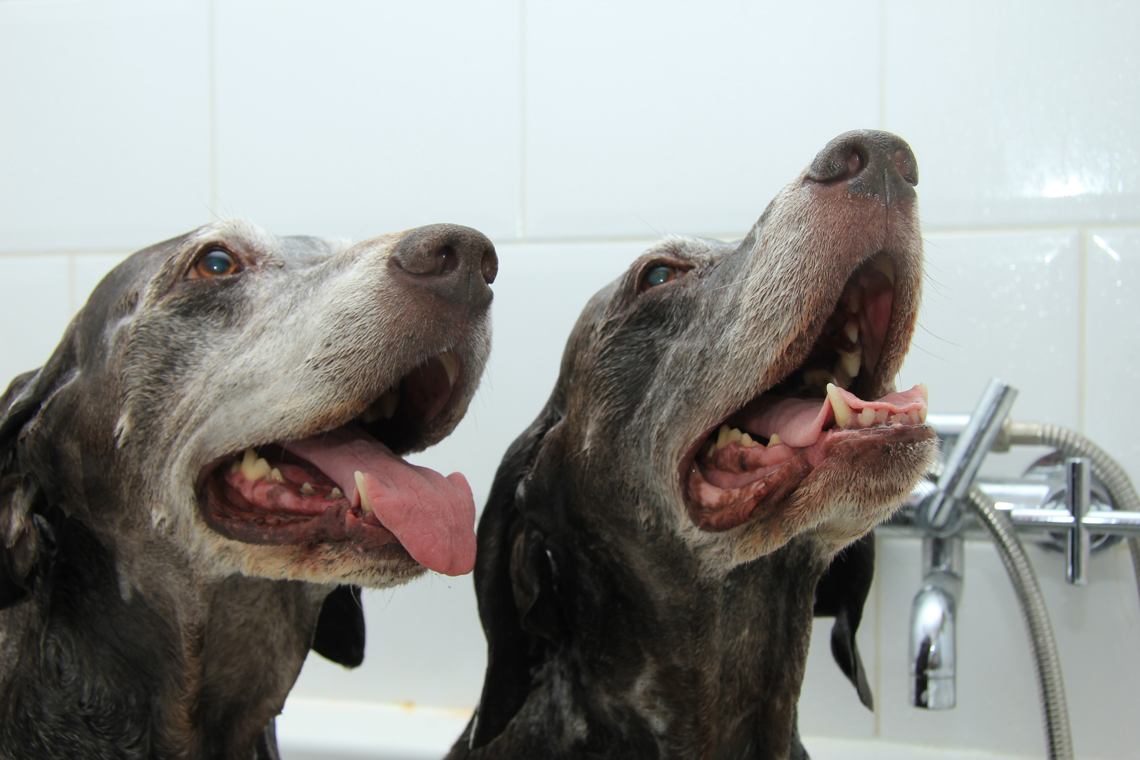 5 ways to keep dogs clean - Troydog: Home of Happy Dogs