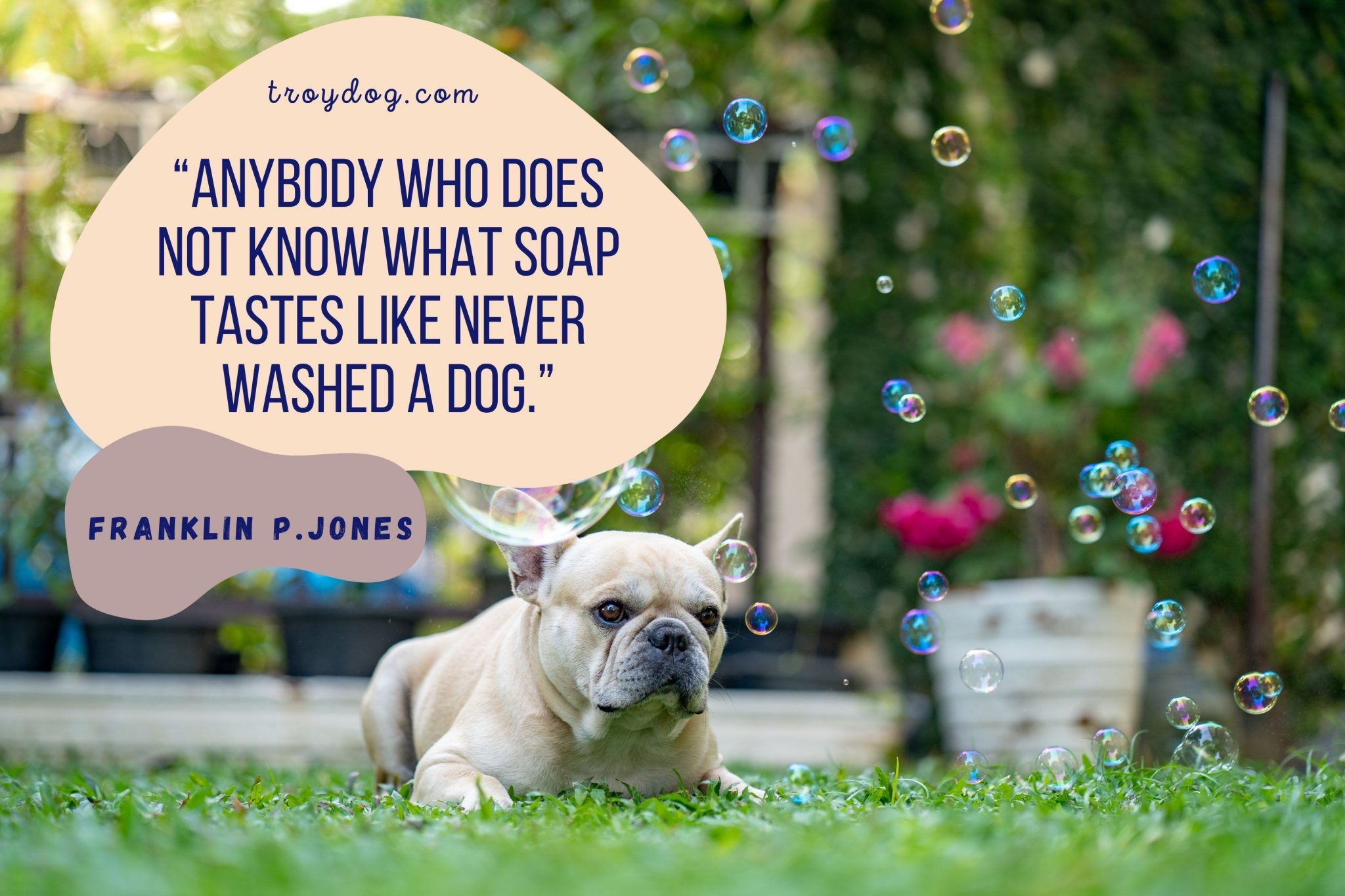 5 ways to keep dogs clean - Troydog: Home of Happy Dogs