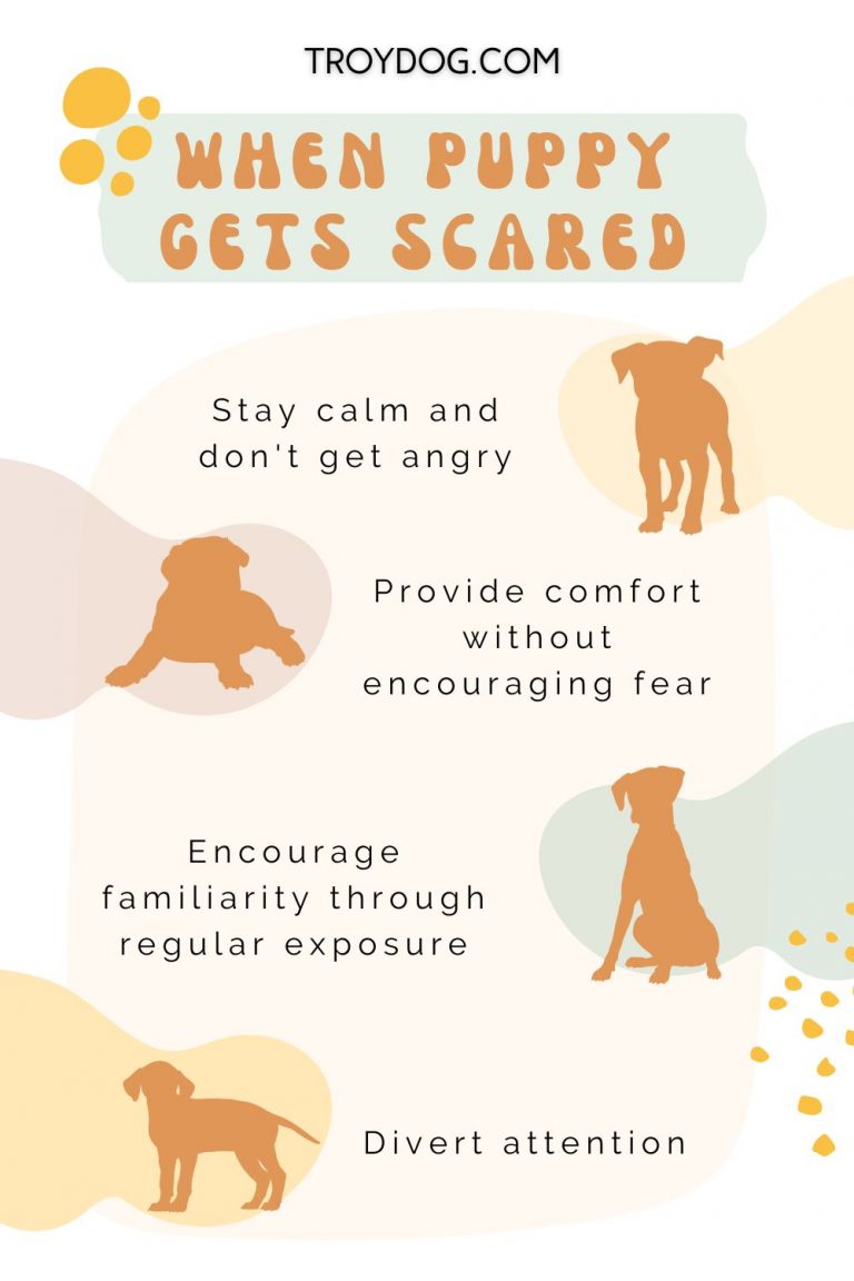 Runaway Puppy Got Scared, Returned Home and Rang the Doorbell - Troydog ...