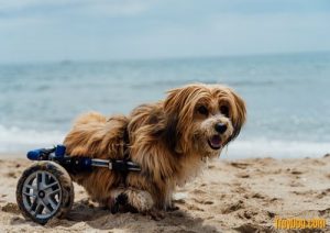 Special Needs Dog Found Her Perfect Match - Troydog: Home of Happy Dogs